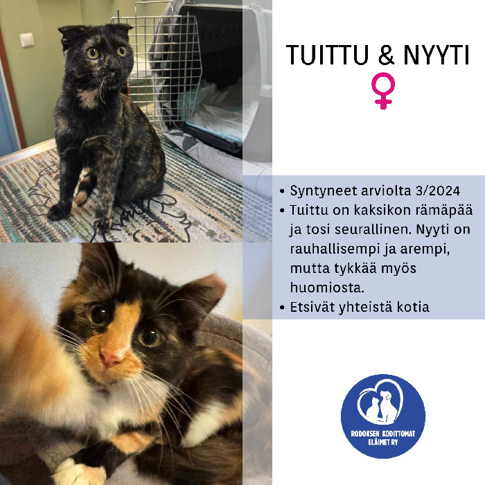 Adoptoitavat kissat :: Rodoksen-kodittomat-elaimet